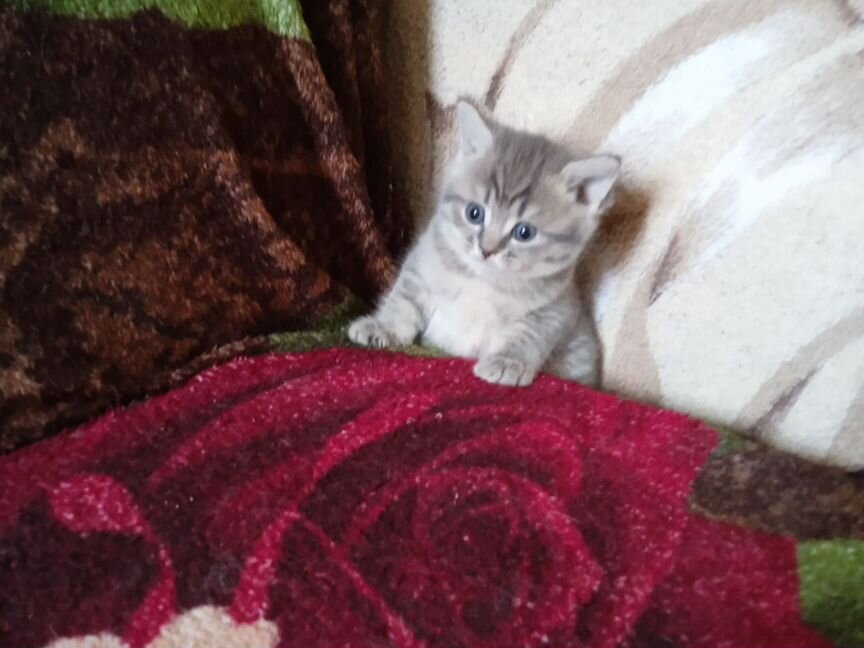 Британские котята