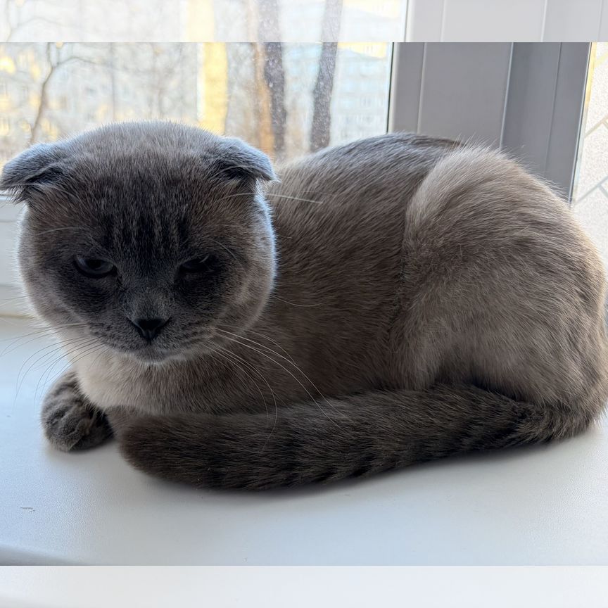 Шотландский вислоухий короткошёрстный, взрослый кот