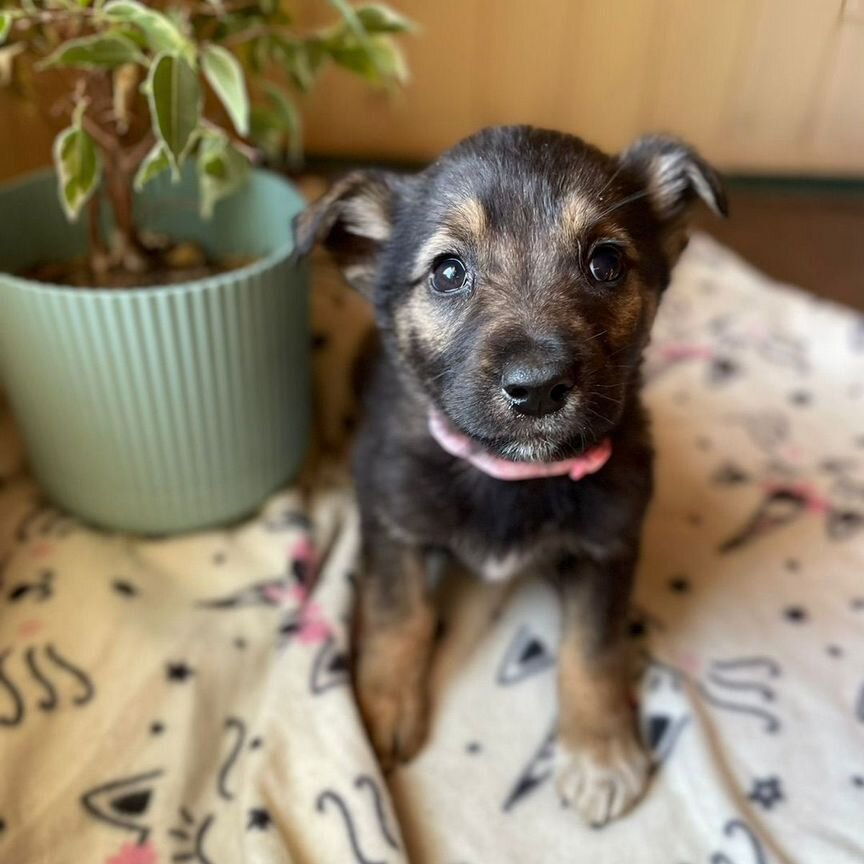 Крошечка принцесса в добрые руки