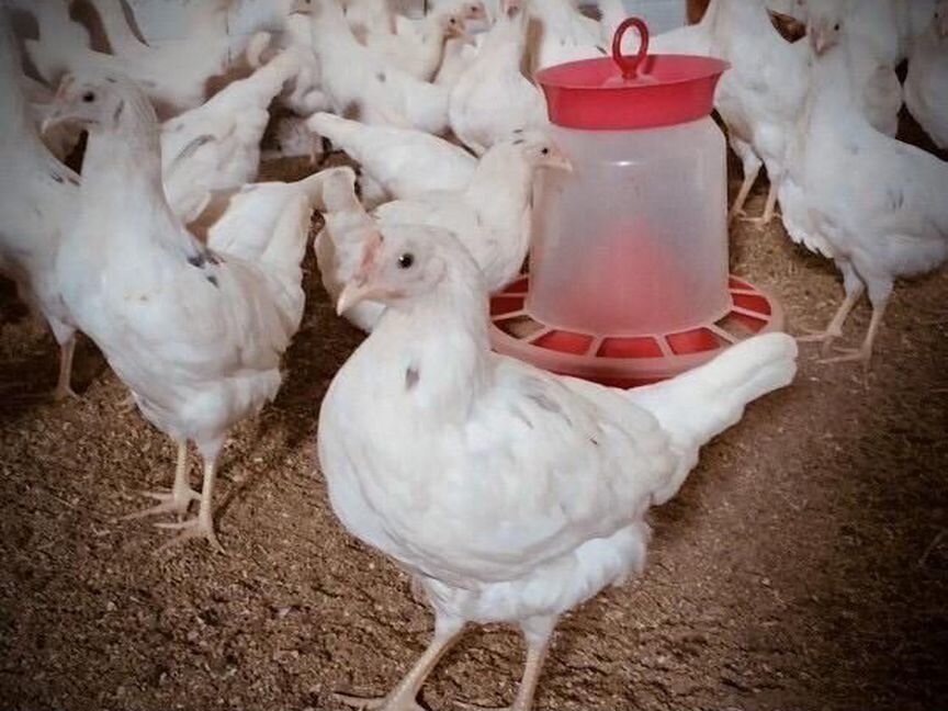 Куры молодки несушки