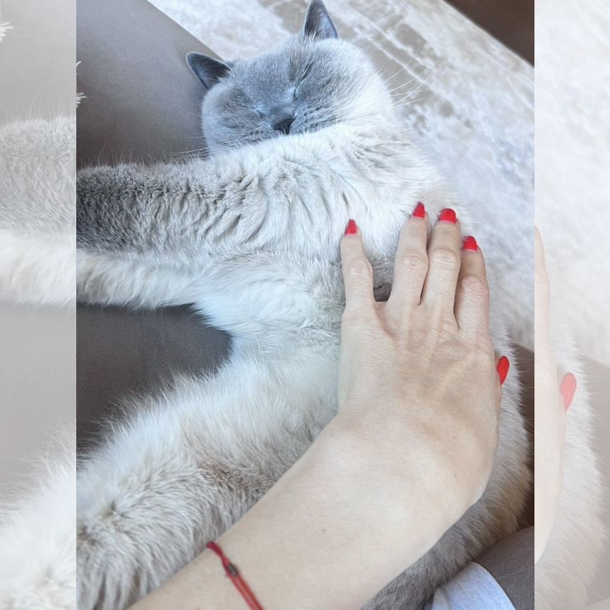 Британская короткошёрстная, взрослая кошка