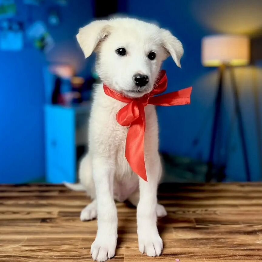 Щенок в добрые руки