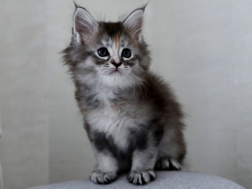 Красивая трехцветная кошечка