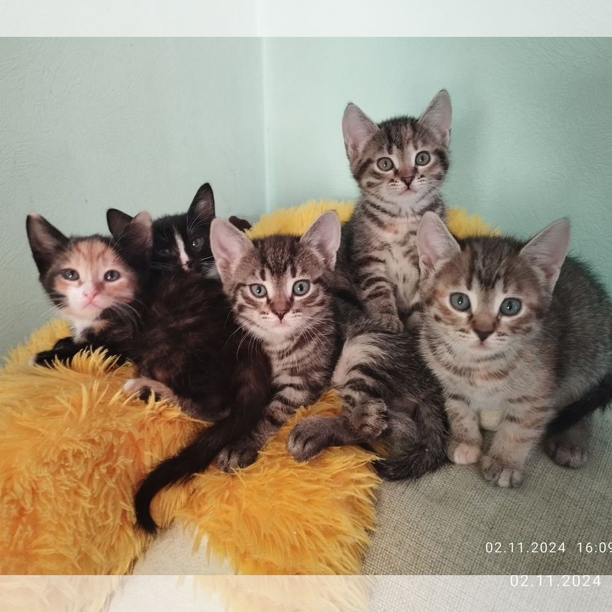 Котенок в добрые руки, малыши приучены к лотку