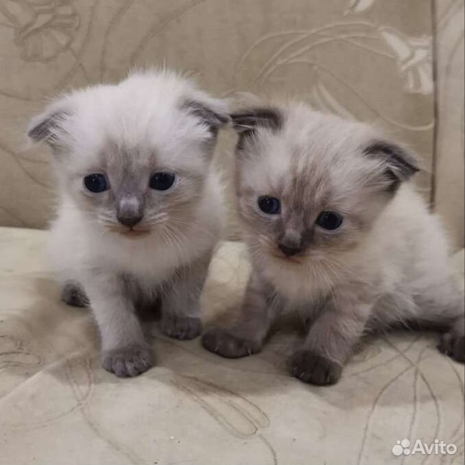 Сиамские котятки