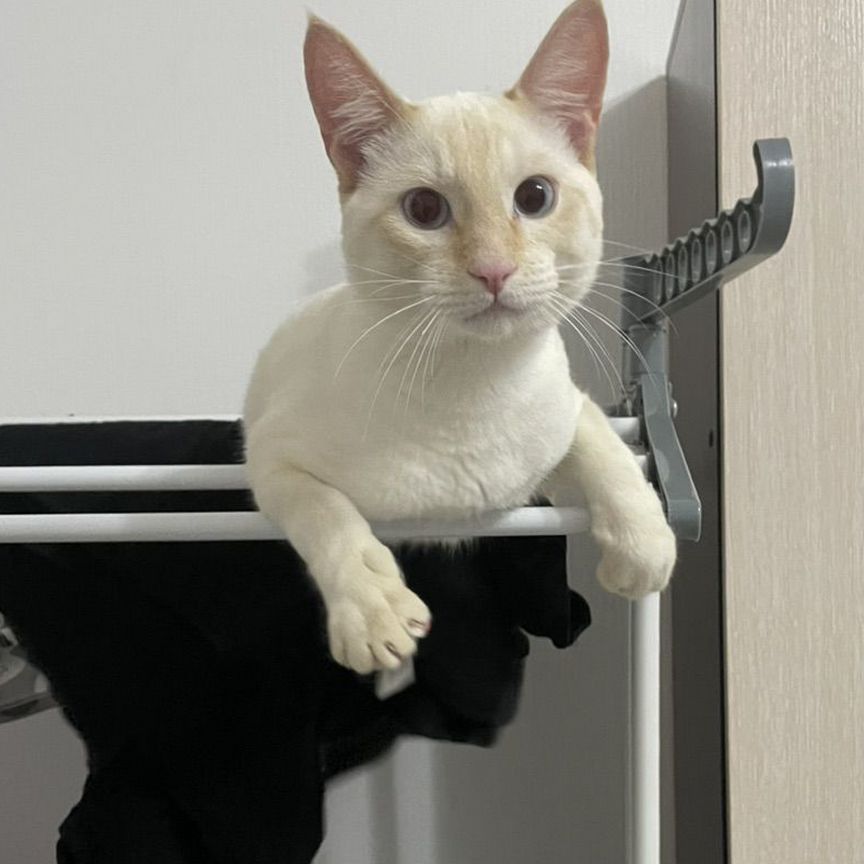 Ориентальный котёнок