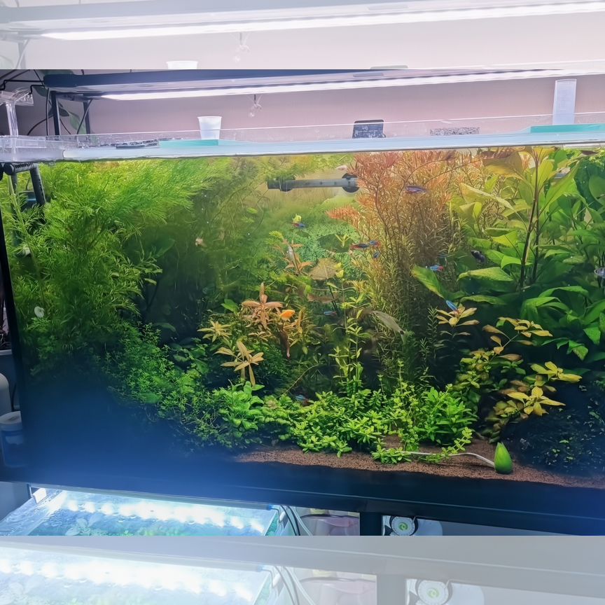 Аквариумные растения