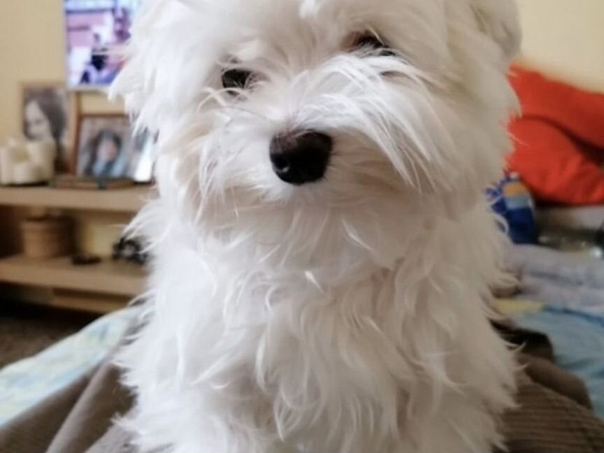 Мальтипу ф1