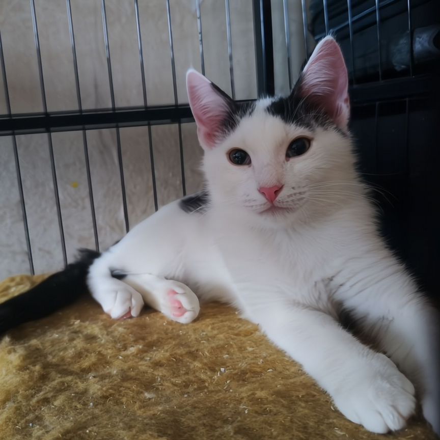 Котёнок в добрые руки