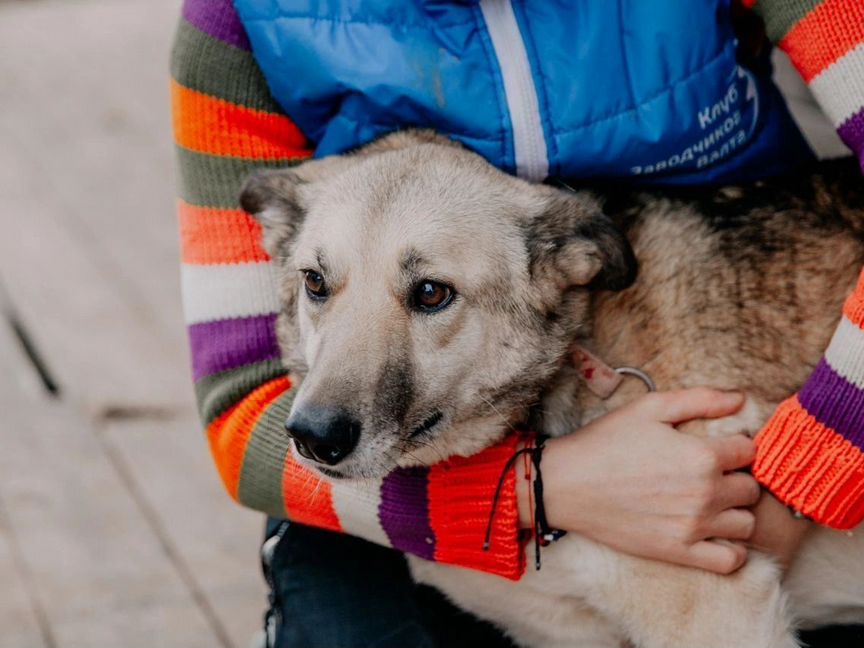 Собака Корица ищет дом