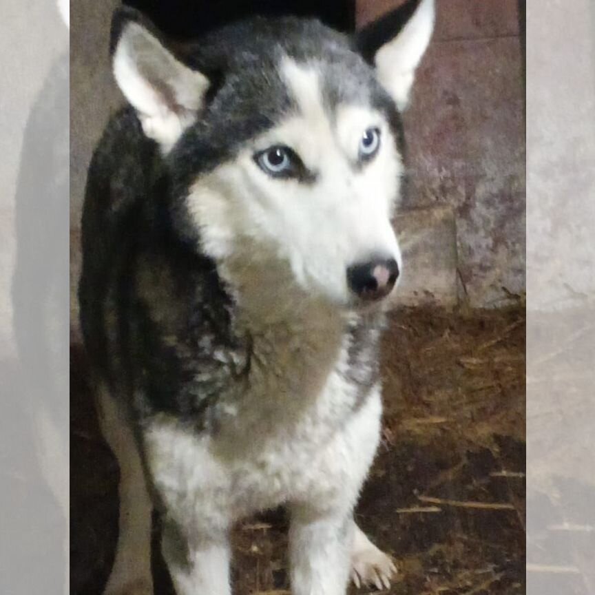 Сибирский хаски, щенок