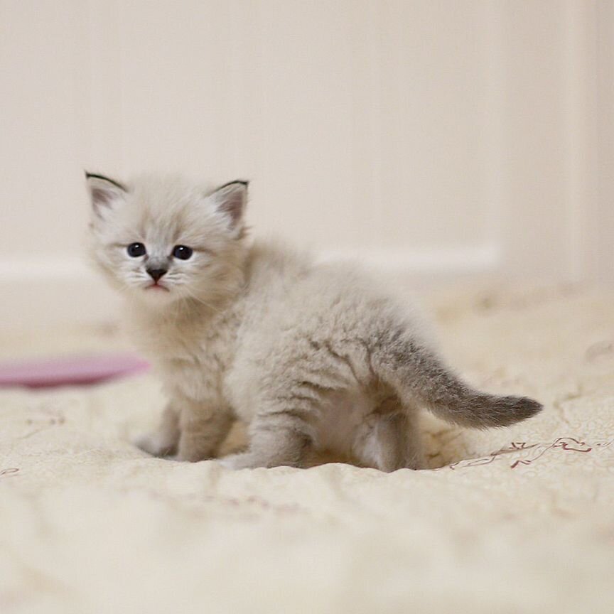 Невский маскарадный мальчик