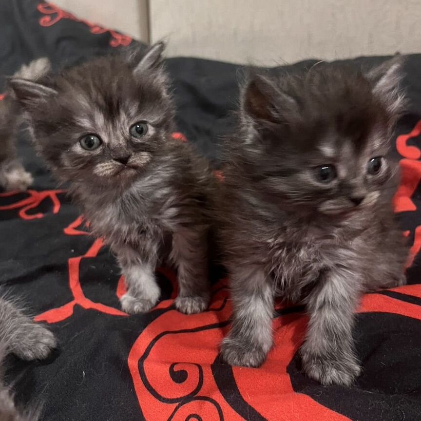 Котёнок от частного владельца