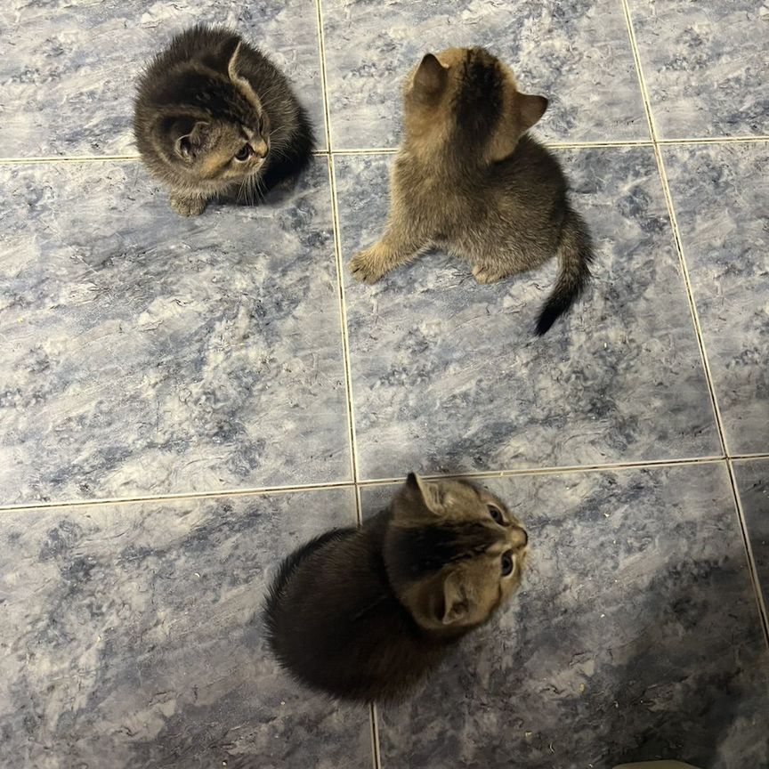 Чисттокровные британки