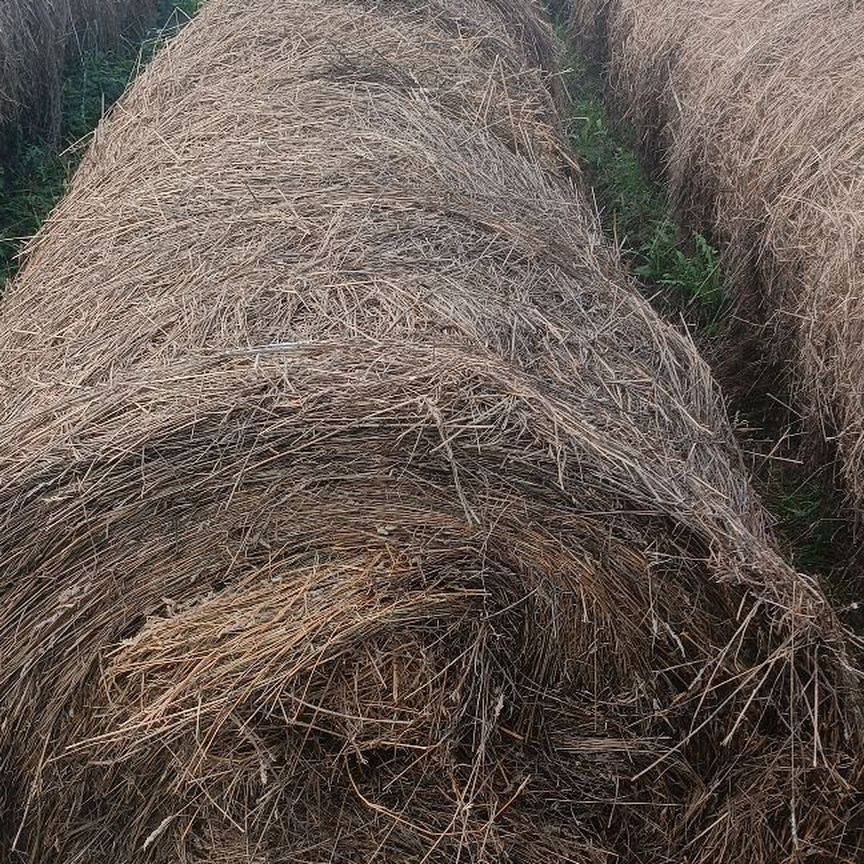 Сено люцерны в рулонах