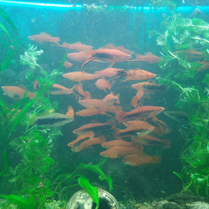 Меченосцы отдам