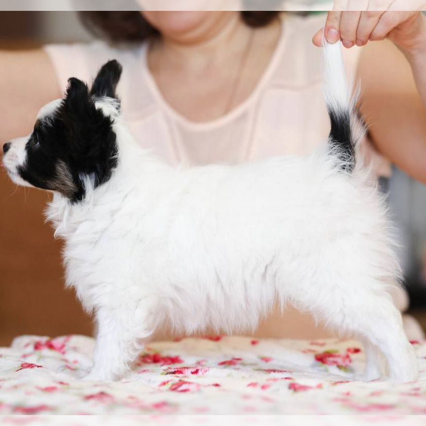 Континентальный той-спаниель папильон, щенок