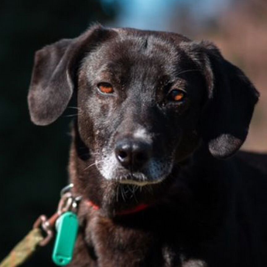 Собака в добрые руки отдам бесплатно