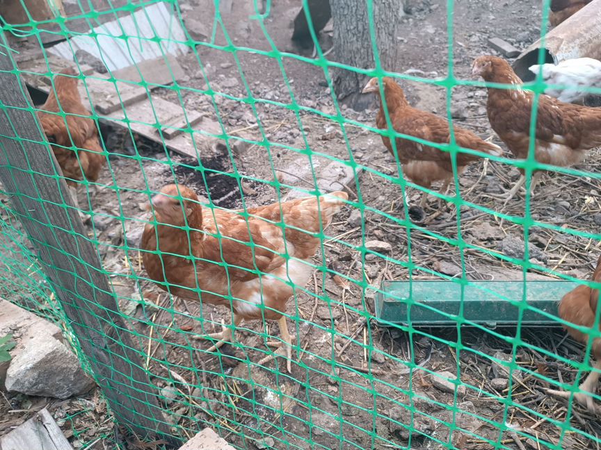 Куры несушки