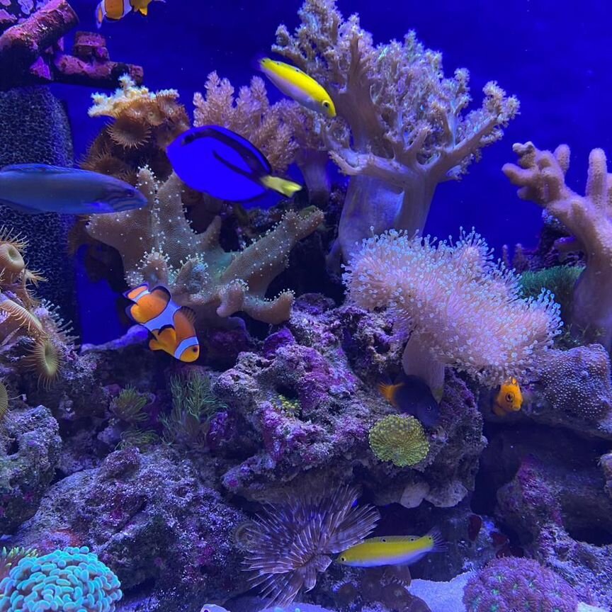 Морские рыбки, креветки,кораллы,актинии