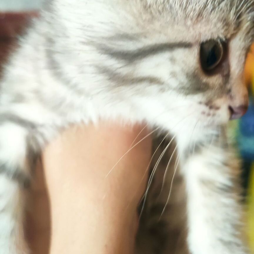Кошки