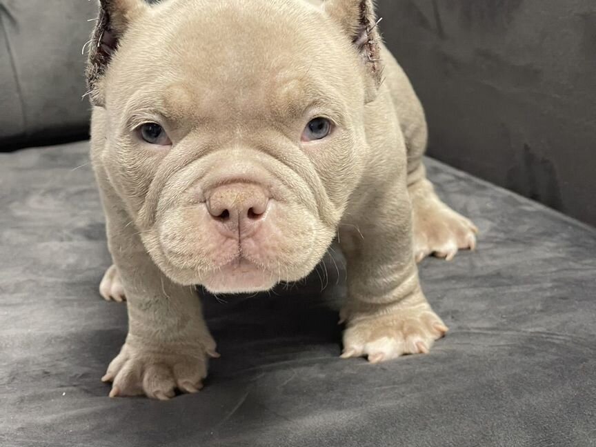 Американский булли экзот