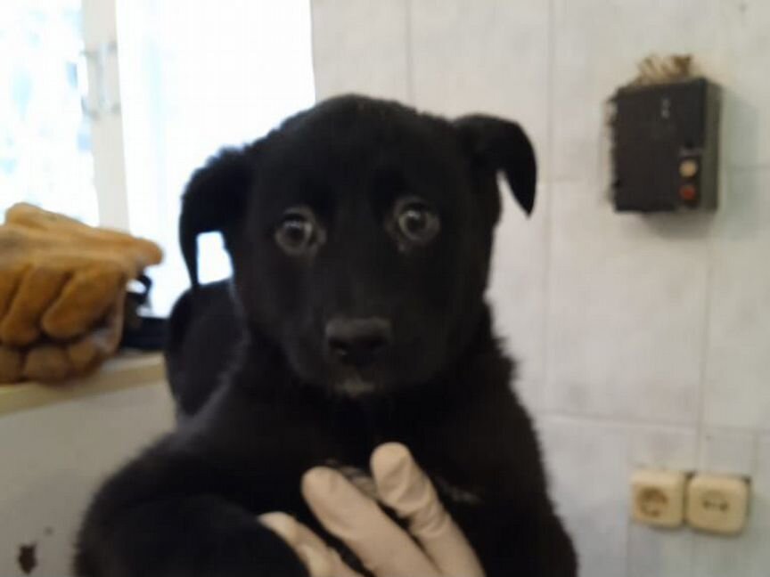 Щеночек остался совсем один