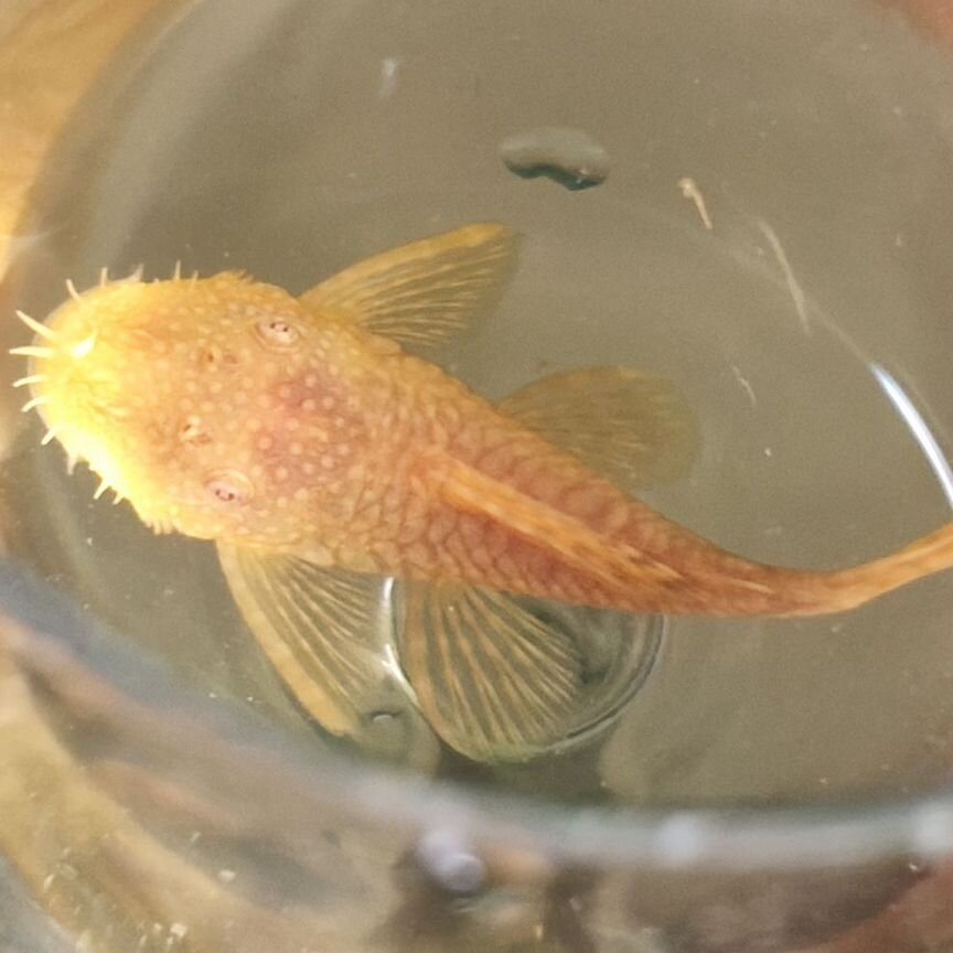 Анциструс сомик