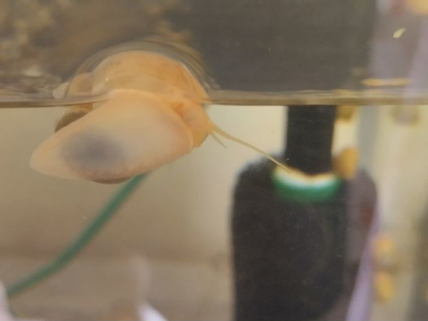 Отдам улиток ампулярий