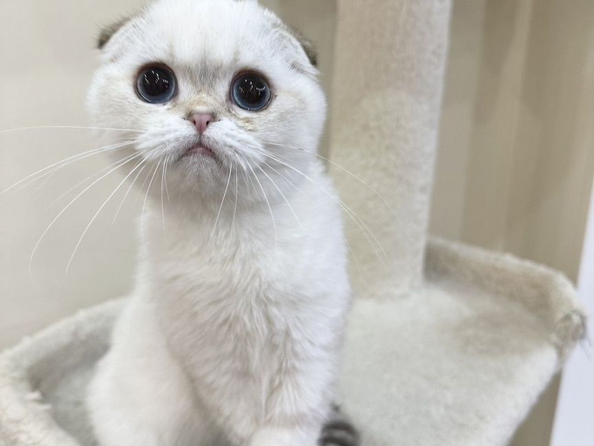 Шотландские котята