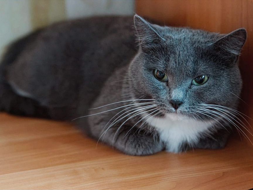 Ласковая кошечка Ася хочет быть домашней