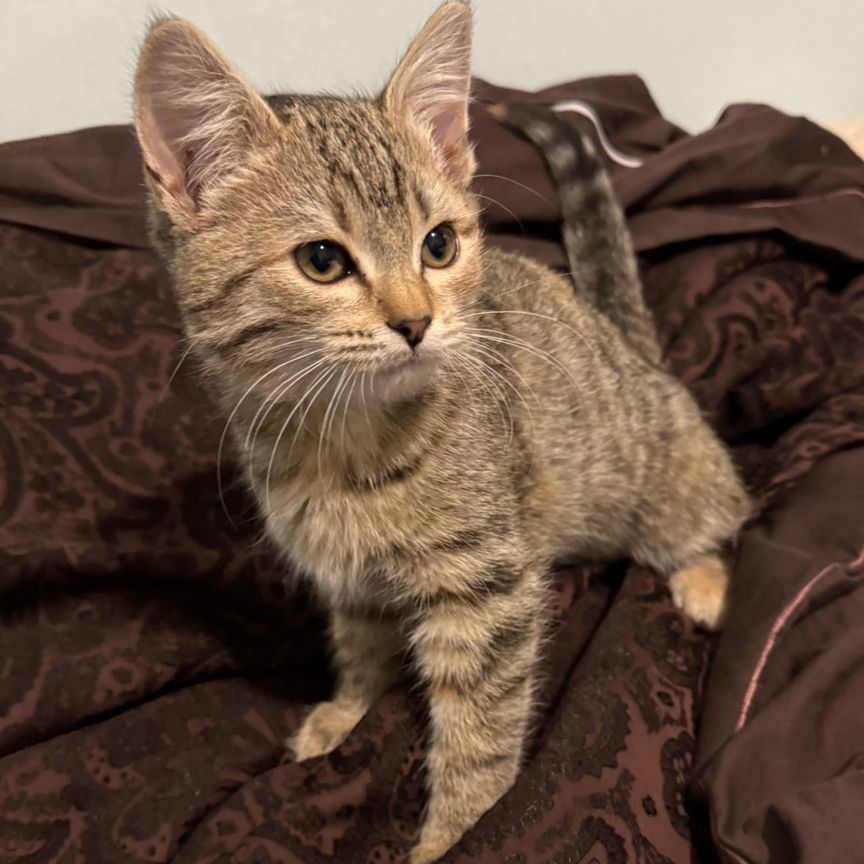 Котёнок в добрые руки