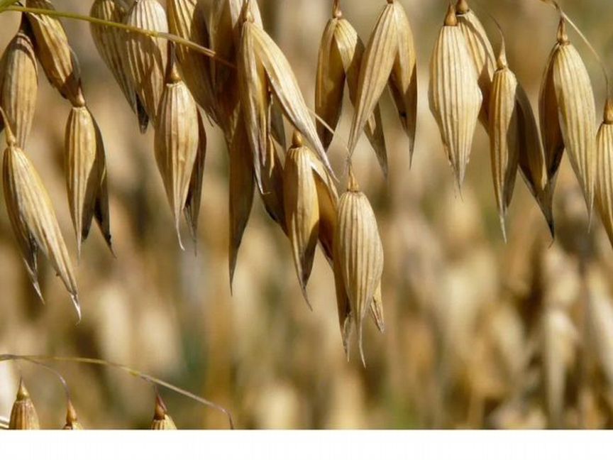 Зерно овес ячмень пщеница