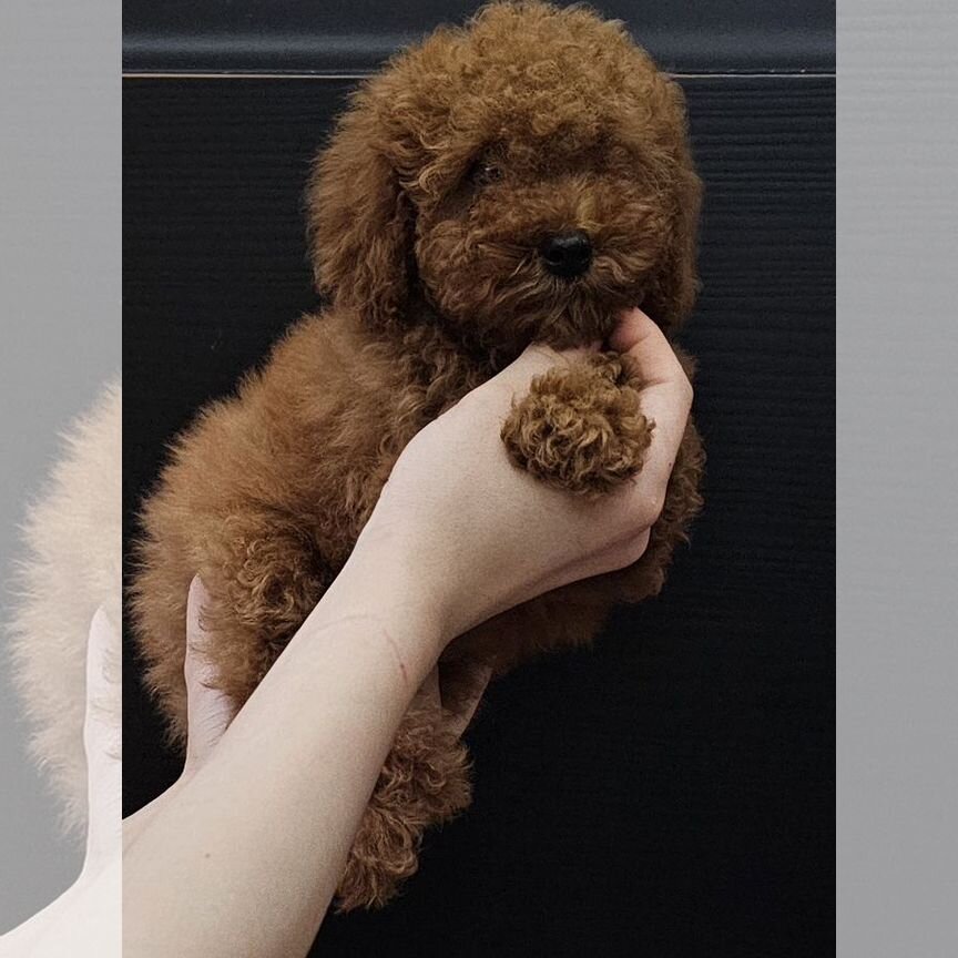 Той-пудель, щенок