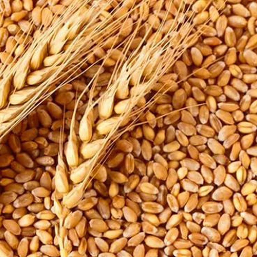 Пшеница твердая
