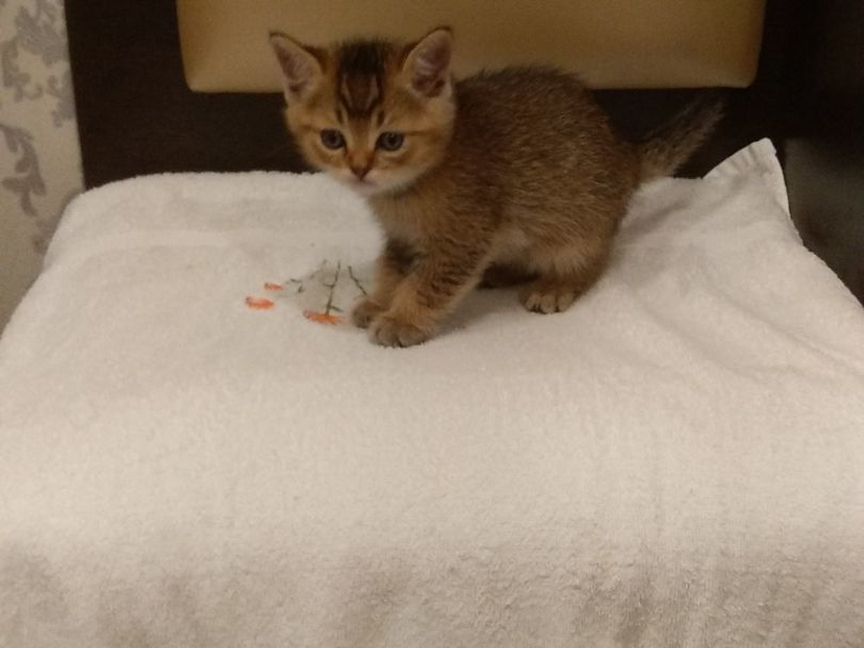 Шотландские котята