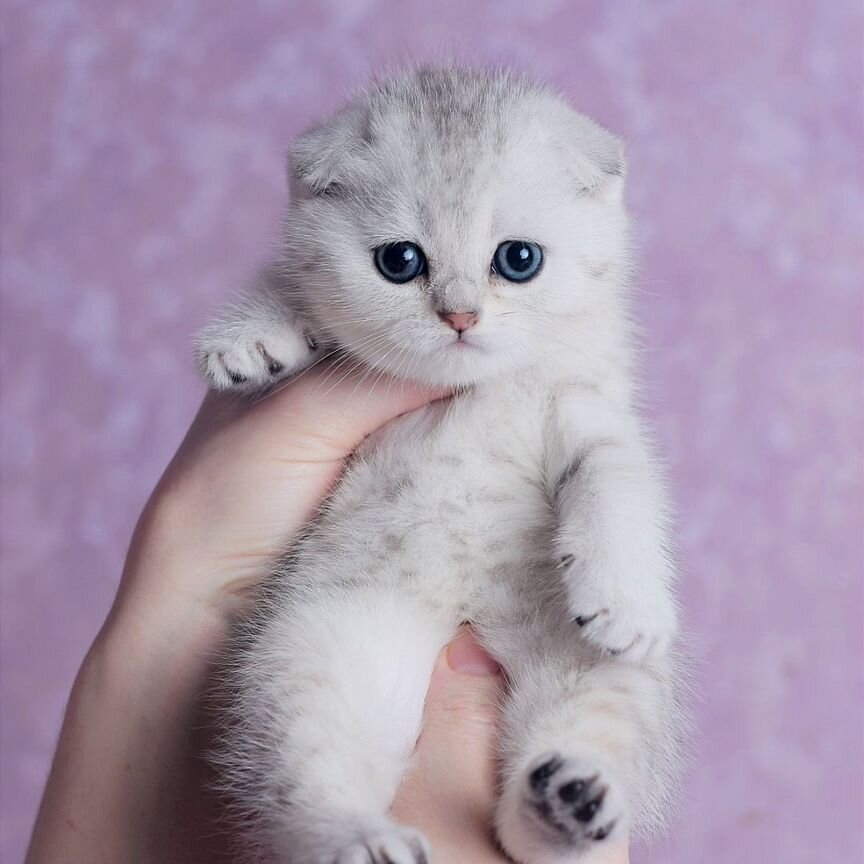 Шотландский вислоухий короткошёрстный котёнок