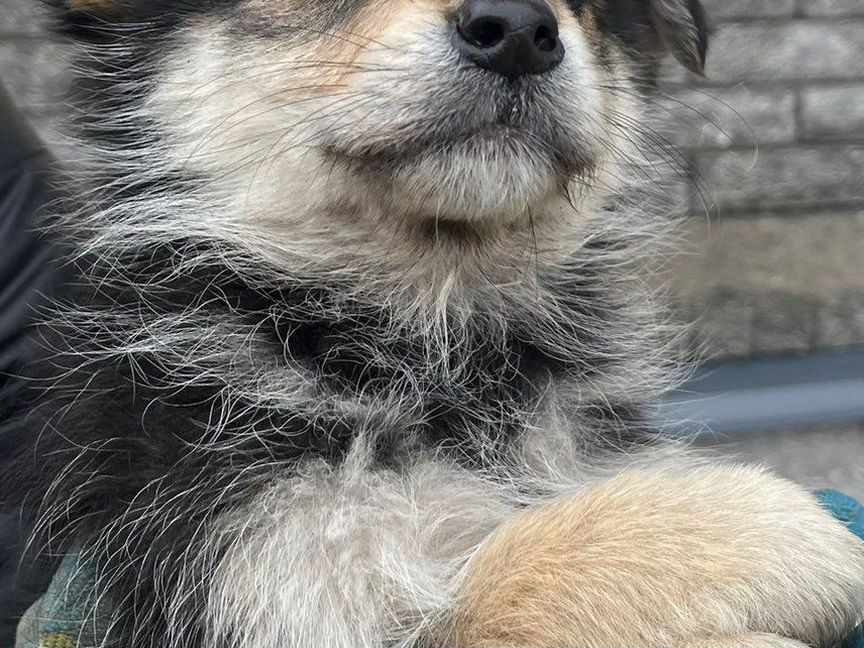 Собака мальчик