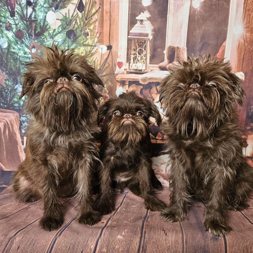 Милые и забавные гриффоны