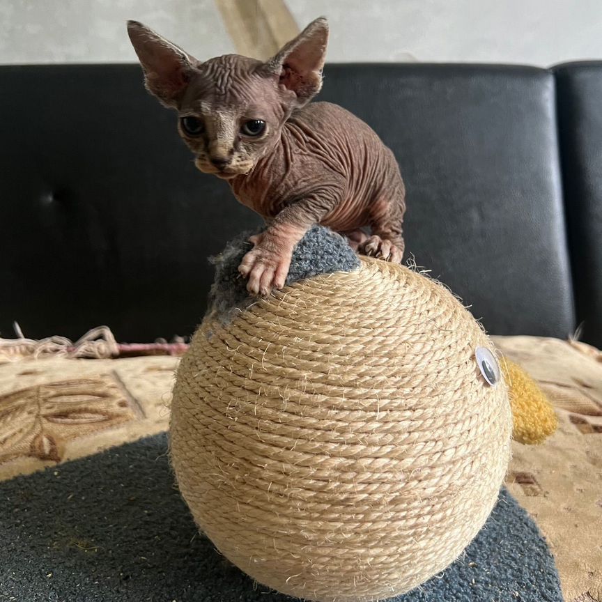 Донской сфинкс котёнок