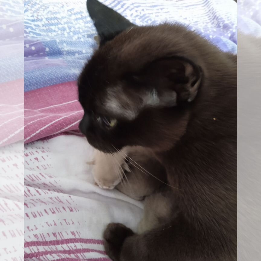 Американский бурманский котёнок
