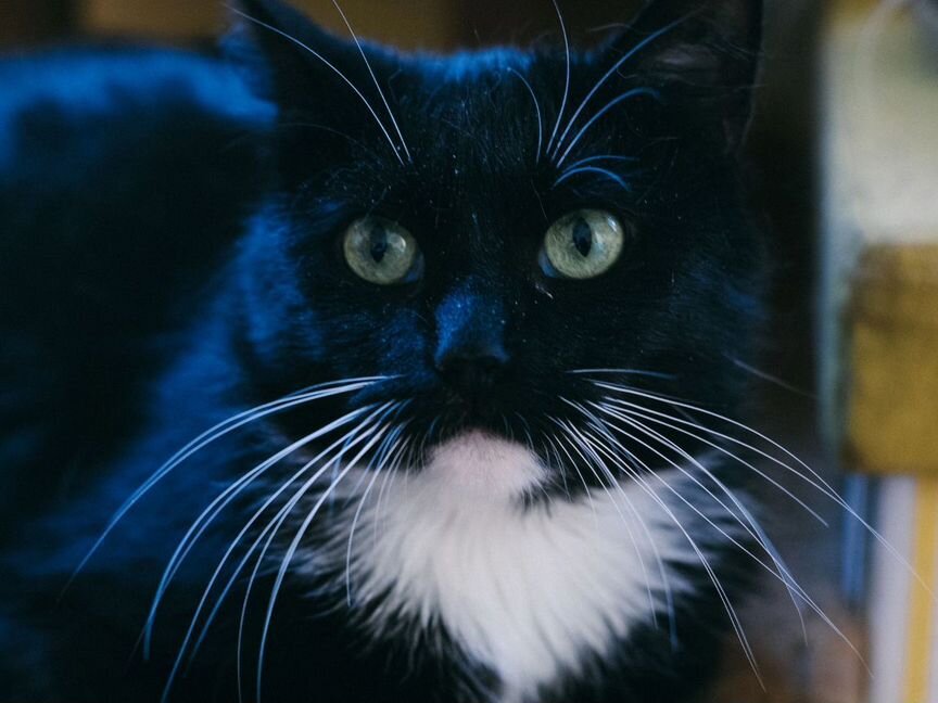 Кошка Мартина