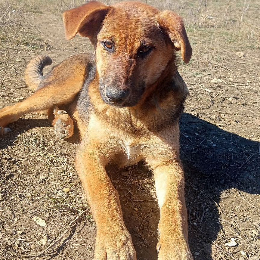 Щенок в добрые руки