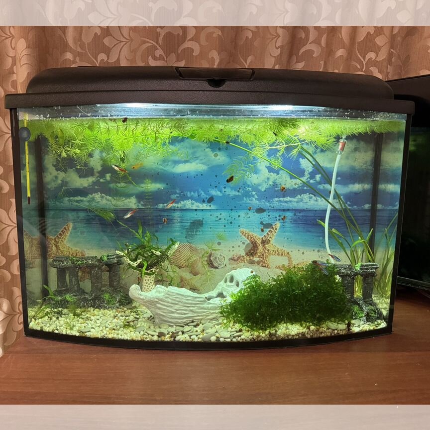 Аквариум