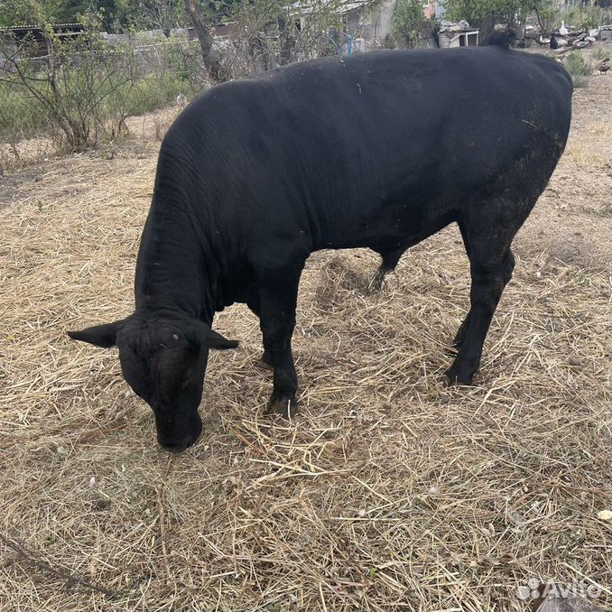 Быки Абердин ангус
