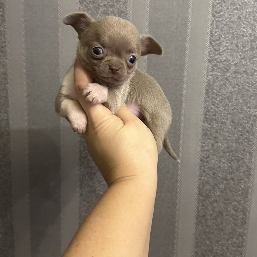 Чихуахуа мини с РКФ