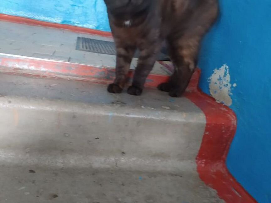 Кот