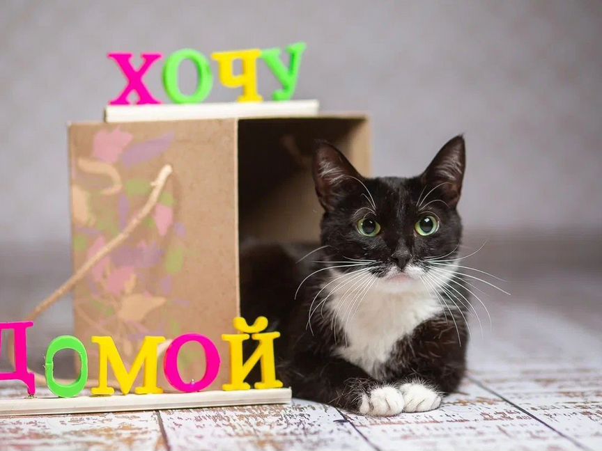 Кошка из приюта в добрые руки