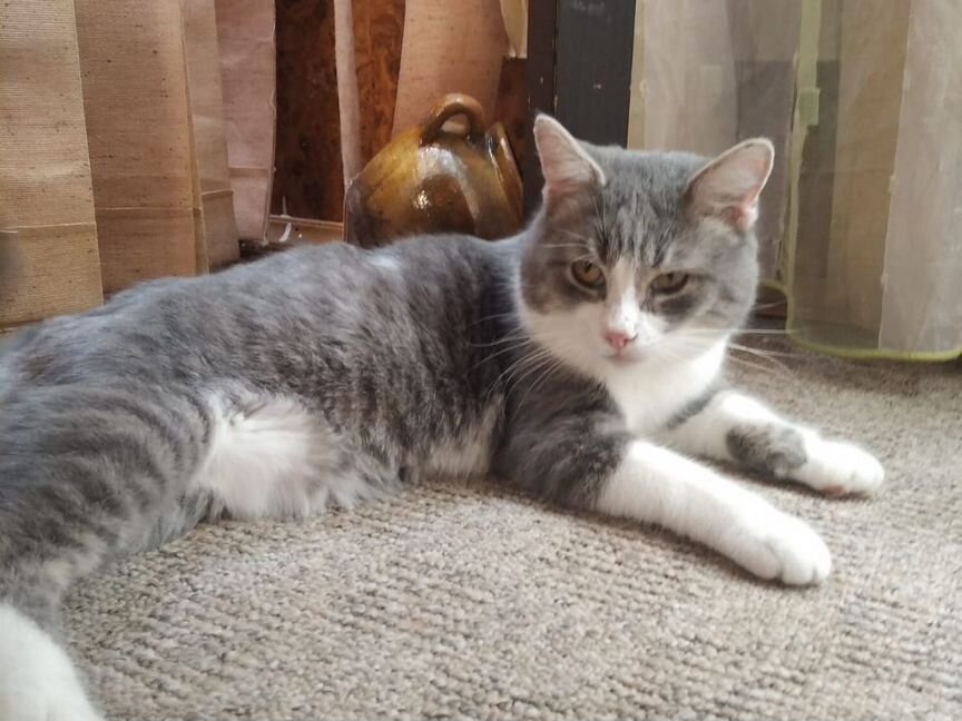 Кошка