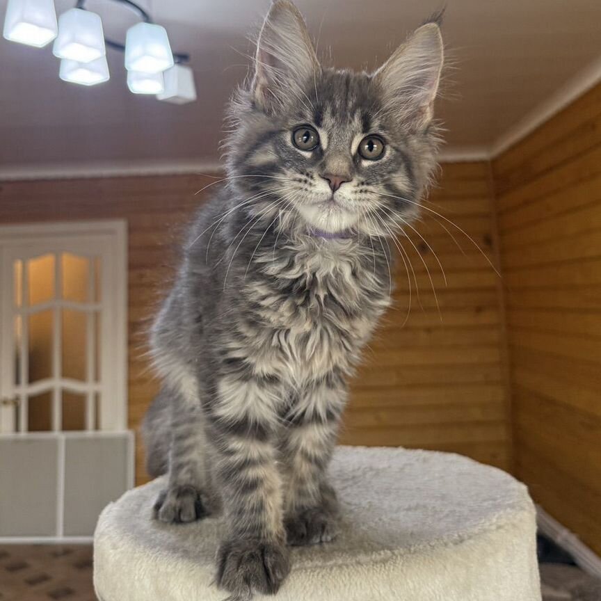 Мейн-кун котёнок